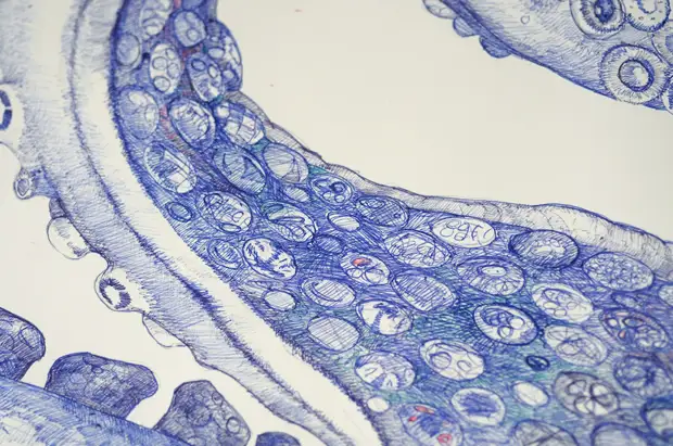 केवळ बॉलपॉईंट पेन ऑक्टोपस, कलाकार वापरून एक मोठा ऑक्टोपस काढण्यासाठी कलाकाराने 1 वर्ष घालवले