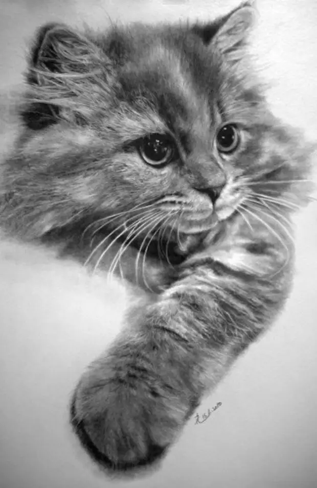 Hyperrealism, pencil and cats cats, artists