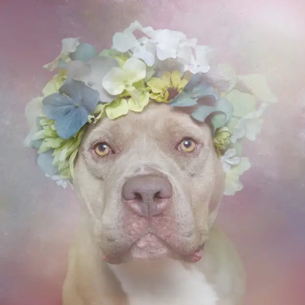 Sophie Gamand Pit Bulls