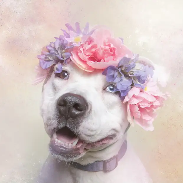 Sofija Gamanda Pit Bulls