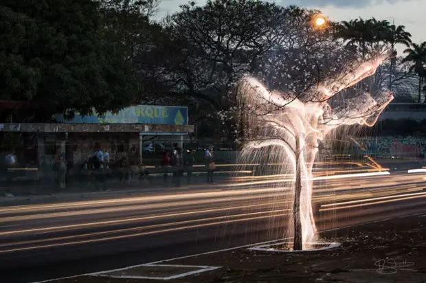 El fotògraf fa fotos sorprenents, mostrant la llum que "aboca" dels arbres l'arbre, el fotògraf