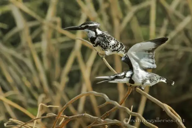 Sompob Sasi-Smit Amazing Wildlife Pictures (23 fotografií)