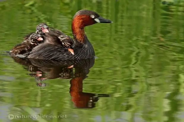 Sompob Sasi-Smit Amazing Wildlife Pictures (23 fotografií)