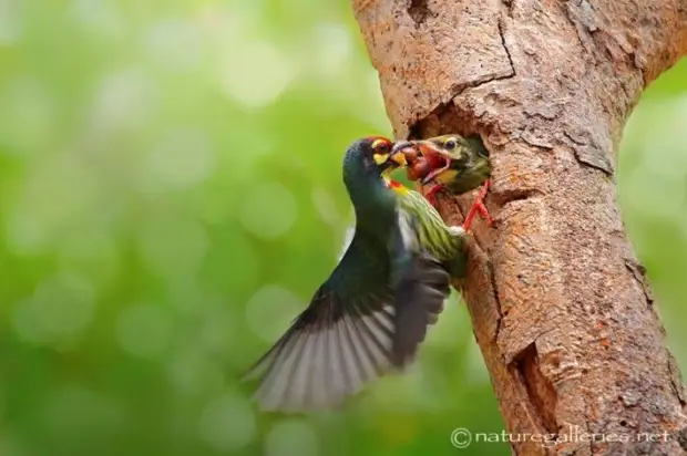 Izithombe zeSompob Sasi-Smit Amazing Wildlife (23 Izithombe)