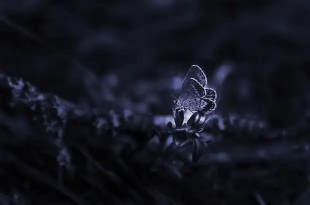 Mikko Lagerstedt의 단순한 세계