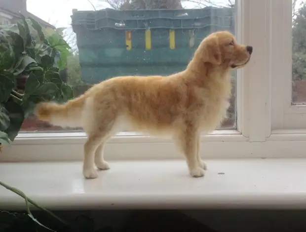 Feutre de golden retriever, animal