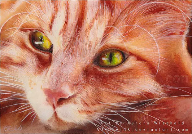 Sunny warm cats from Aurora Wienhold