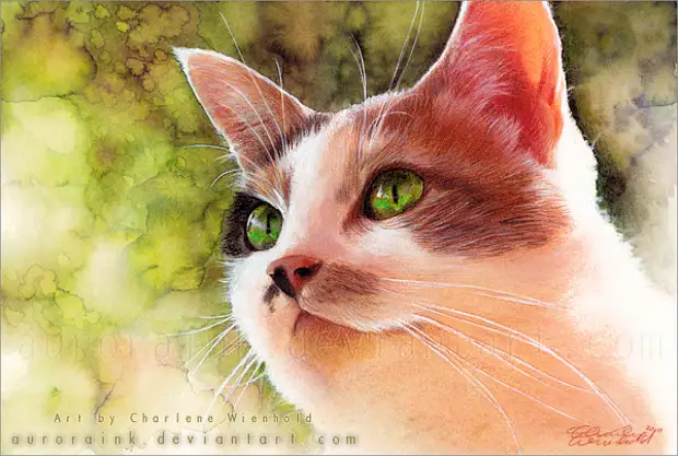 Sunny warm cats from Aurora Wienhold