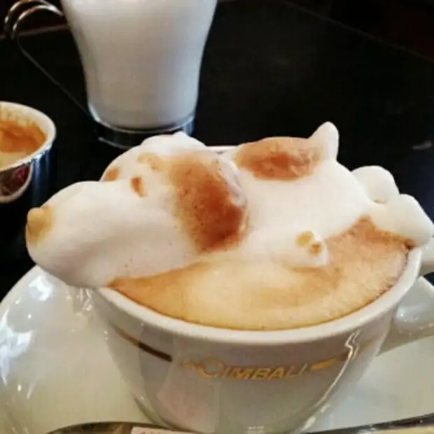 When cats are watching you from a cup of latte food, cats