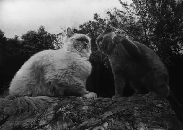 Fotografiese tekeninge van katte