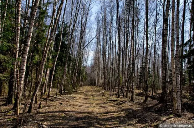 Photos de routes de campagne printanières