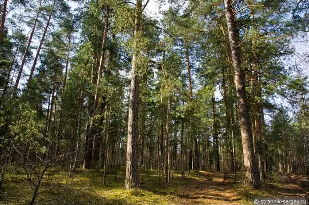 Bilder av vårlandsveier