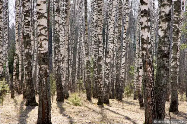 Bilder på vårens landsvägar