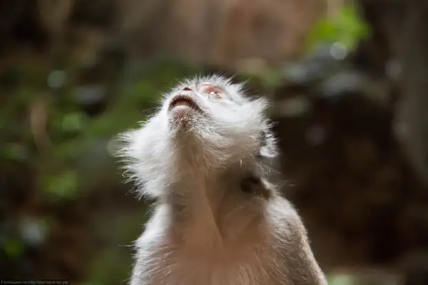 Ogofâu Batu. Indonesia.