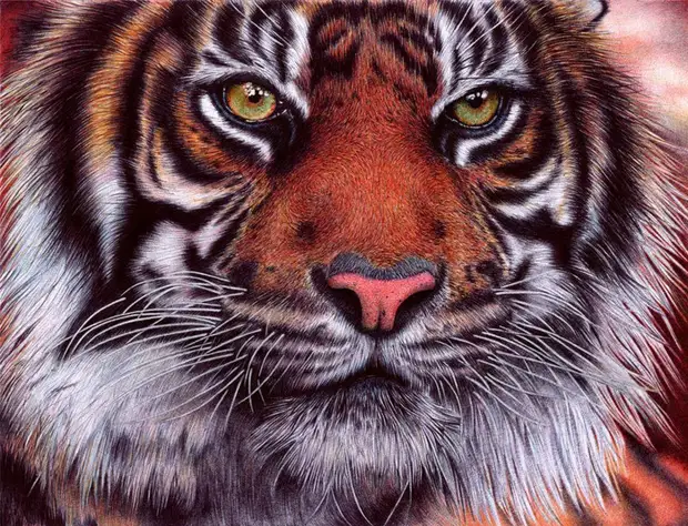 tiger ___ bic_ballpoint_pen_by_vianaarts-d4qz8xg (700x535, 547Kb)