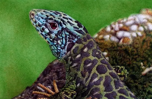 1345889689_water_lizard ___ bic_ballpoint_pen_by_vianaarts-d4nk2nt（700x456、407Kb）