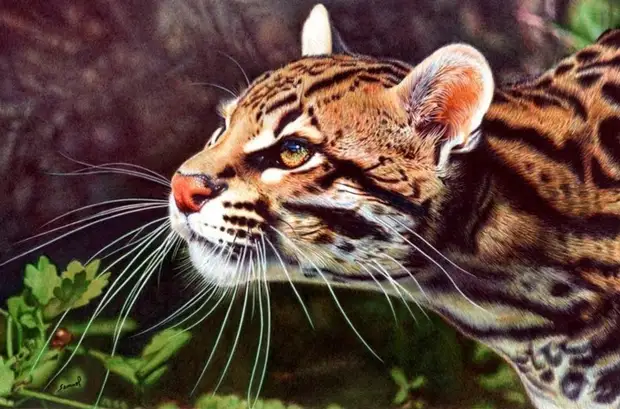 ocelot ___ bic_ballpoint_pen_by_vianaarts-d5xpxzt (700x462, 393Kb)