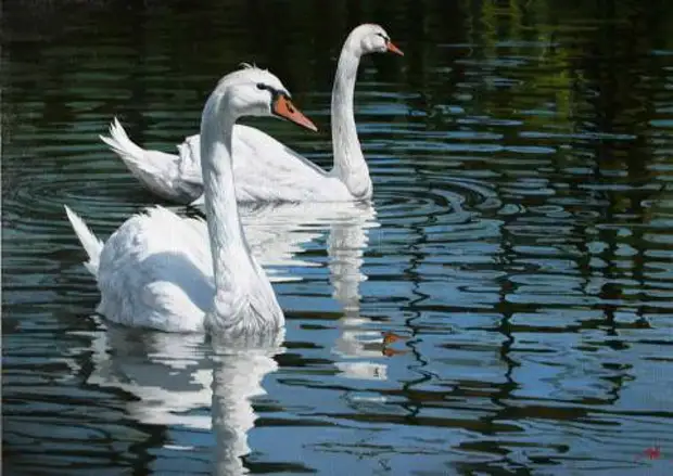 Ma-Swans