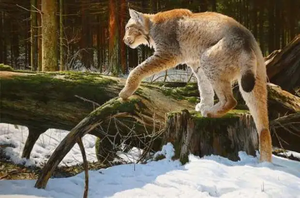 Lynx