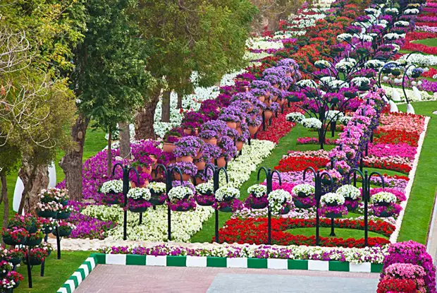 PARADISE GARDEN VUN Blummen, UAE