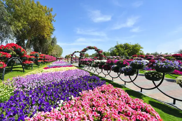 PARADISO GIARDINO DEI FIORI, EMIRATI ARABI UNITI