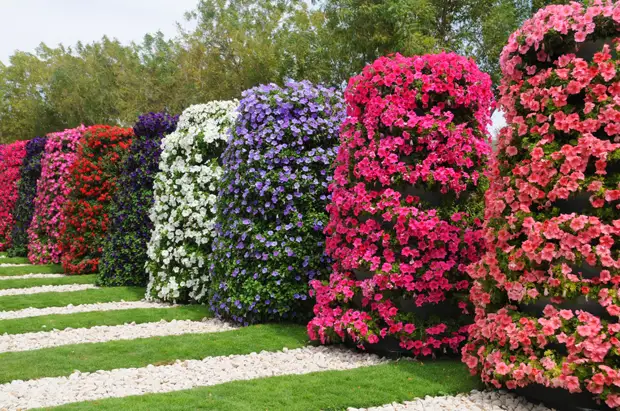 PARADISE GARDEN OF FLOWERS, สหรัฐอาหรับเอมิเรตส์