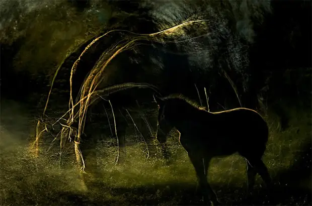 Amazing Horses di Milan Malovrh